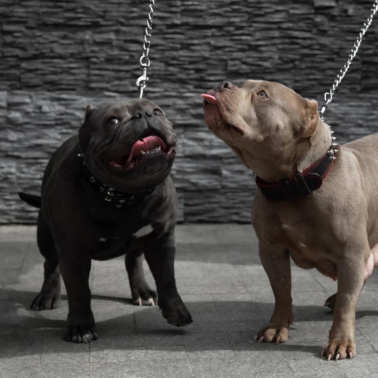 American Bully & Pitbull Puppies for Sale | Pocket,Micro & Tri-Color